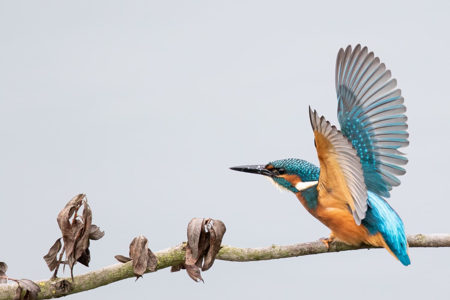 The Fascinating Behavior of Birds: Insights into Avian Actions 2023