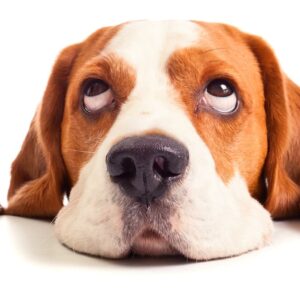 Dog Side Eye: What It Means and How to Respond - Pets Coach