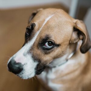 Dog Side Eye: What It Means and How to Respond - Pets Coach